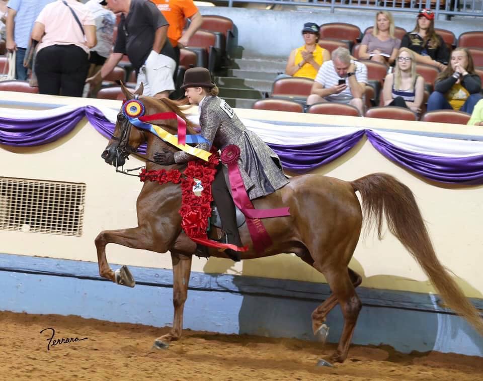 Gallery – Colorado Arabian Horse Club